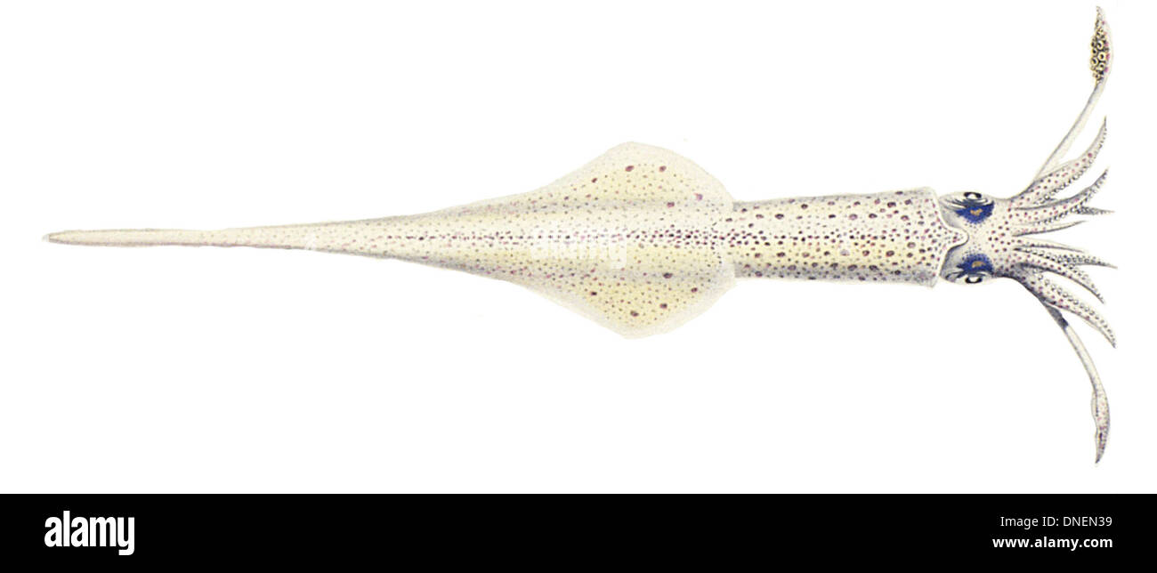 Loligo subulata hi-res stock photography and images - Alamy