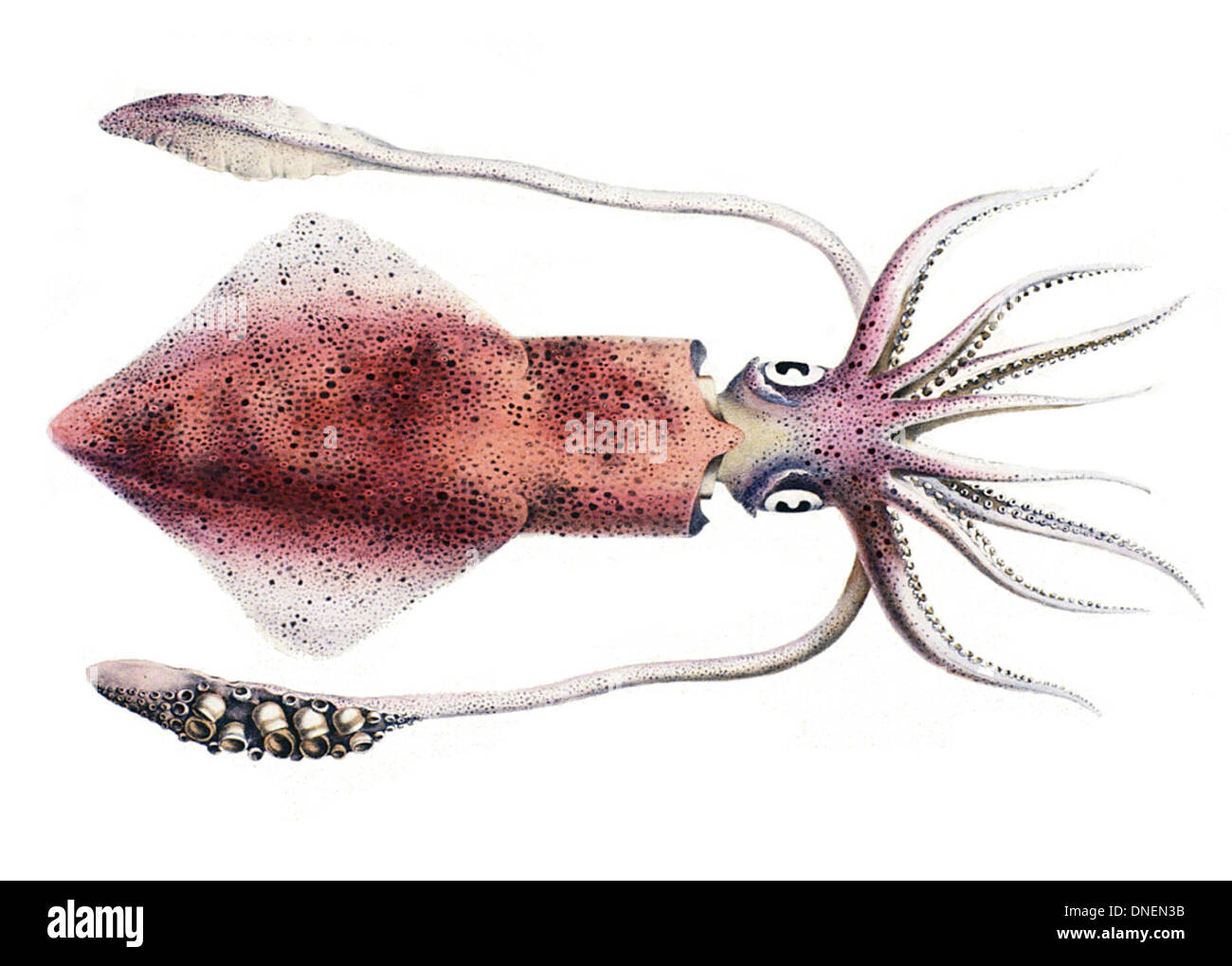 Common squid anatomy Cut Out Stock Images & Pictures - Alamy