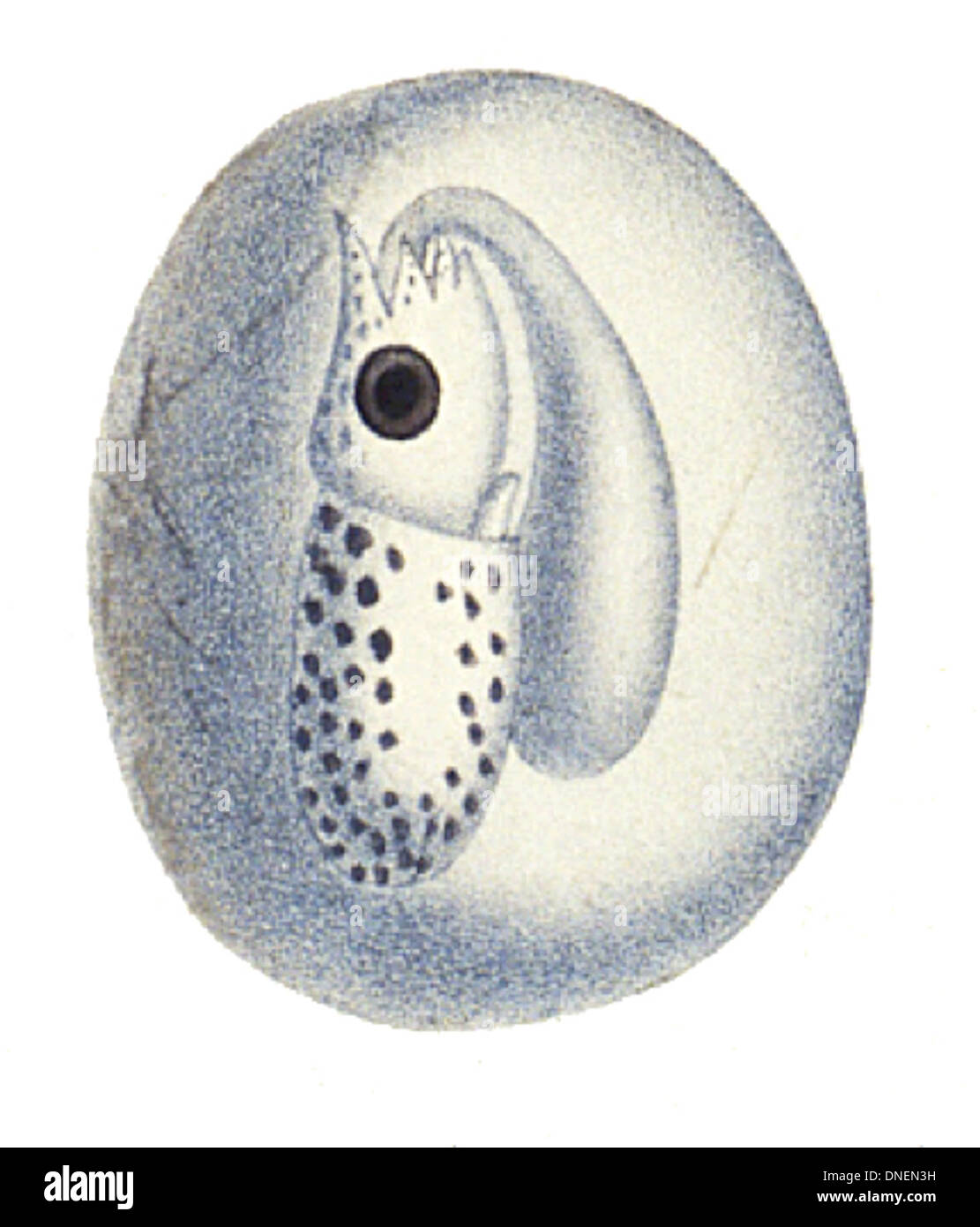 The embryo of Loligo vulgaris, commonly known as the European squid ...