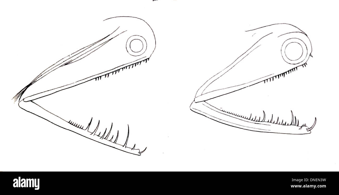 Malacosteus niger hi-res stock photography and images - Alamy