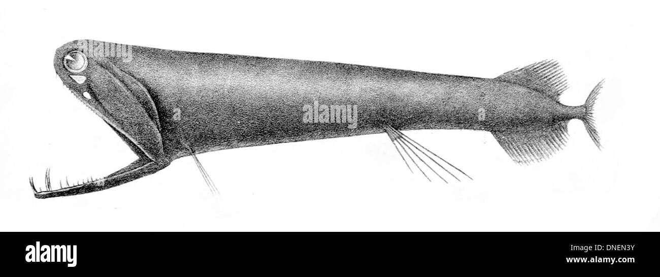 Malacosteus niger hi-res stock photography and images - Alamy