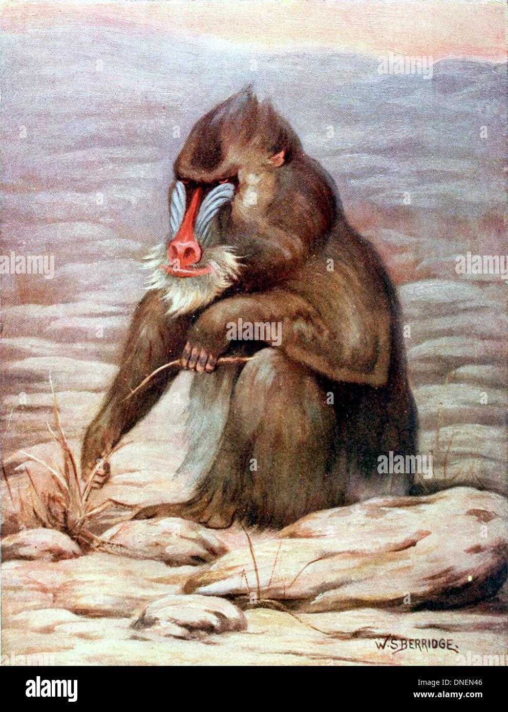 Mandrill endangered species africa hi-res stock photography and images ...