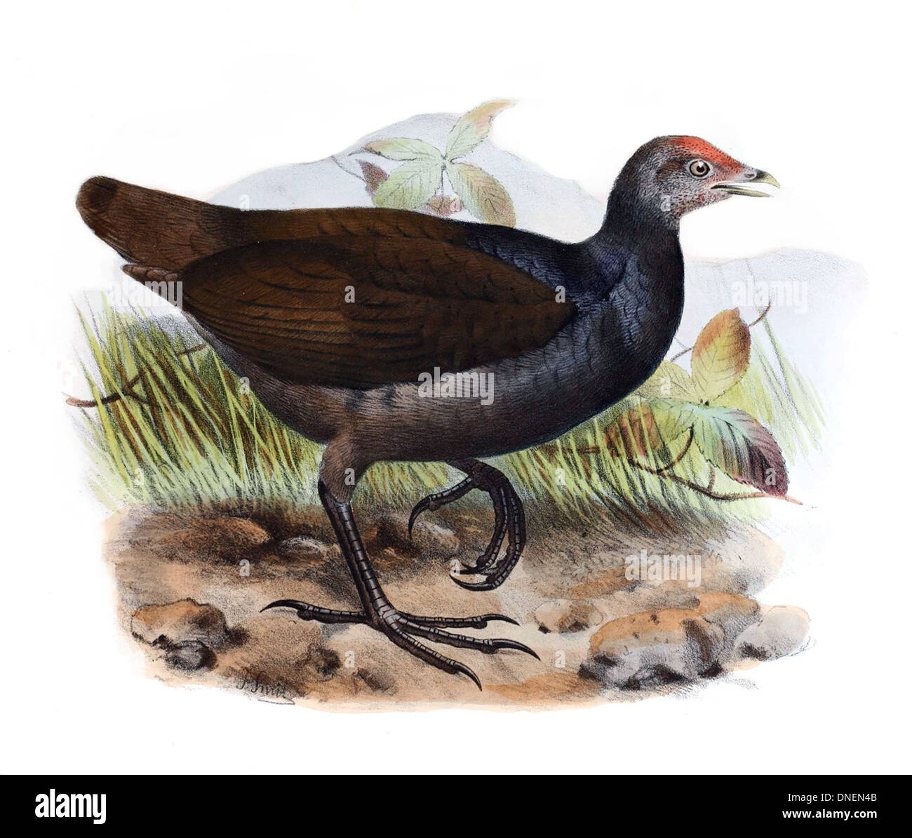 Megapodius eremita, also known as the Hermit megapode, is a species of ...