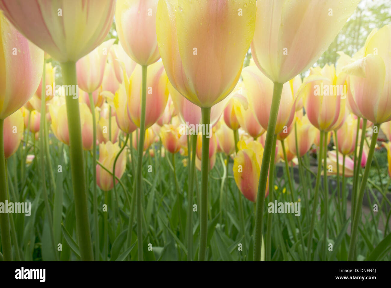spring growing tulips close up Stock Photo - Alamy