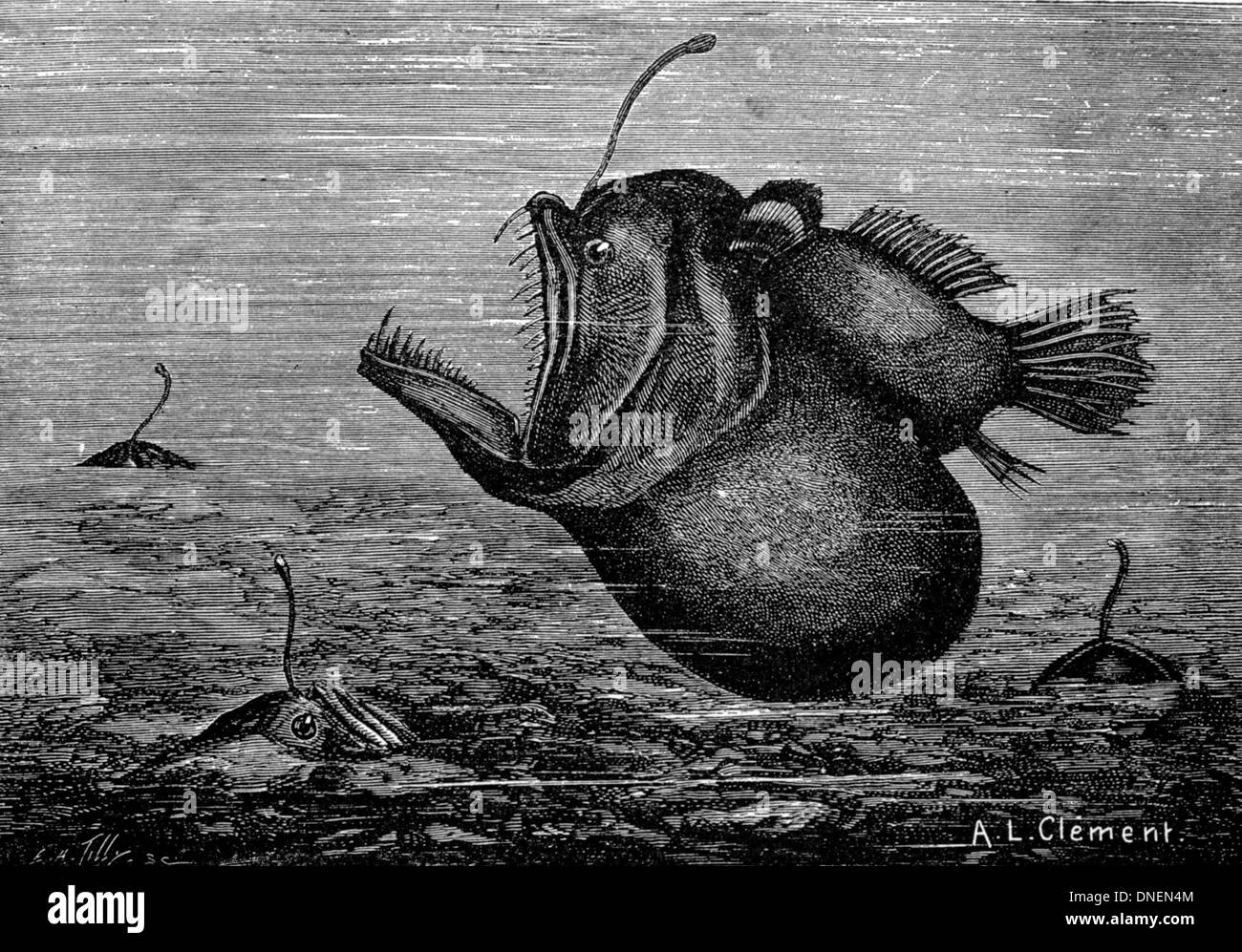 Deep sea anglerfish underwater Black and White Stock Photos & Images ...