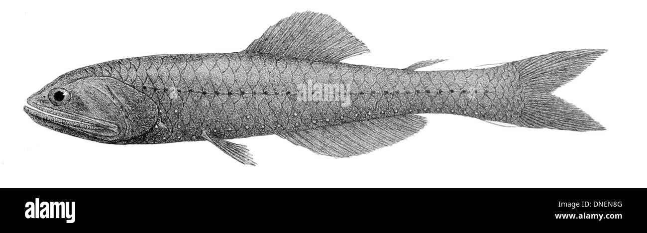 Nannobrachium nigrum hi-res stock photography and images - Alamy