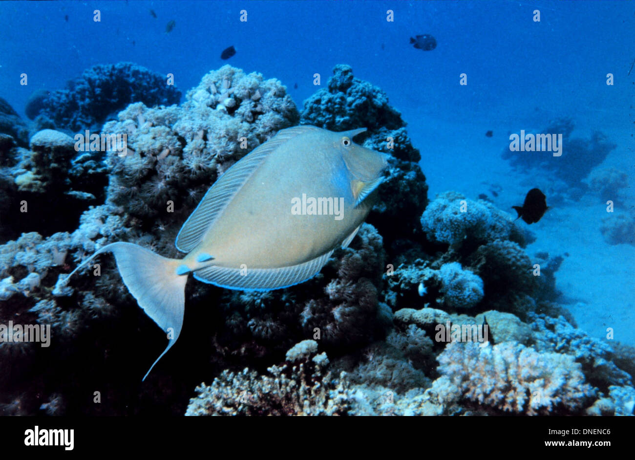 Horn like projection hi-res stock photography and images - Alamy