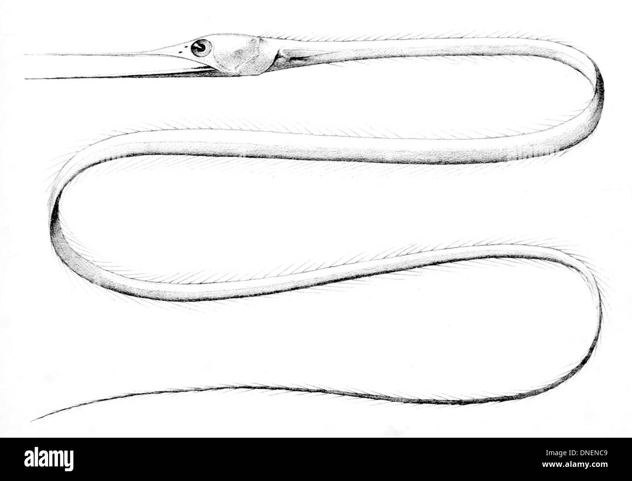 Long bodied eel hi-res stock photography and images - Alamy