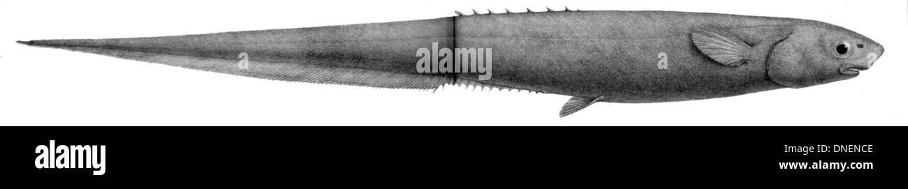 Toad fish Black and White Stock Photos & Images - Alamy