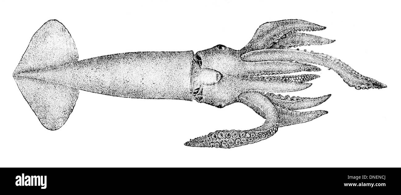 Nototodarus hawaiiensis, the Hawaiian arrow squid, is a species of ...