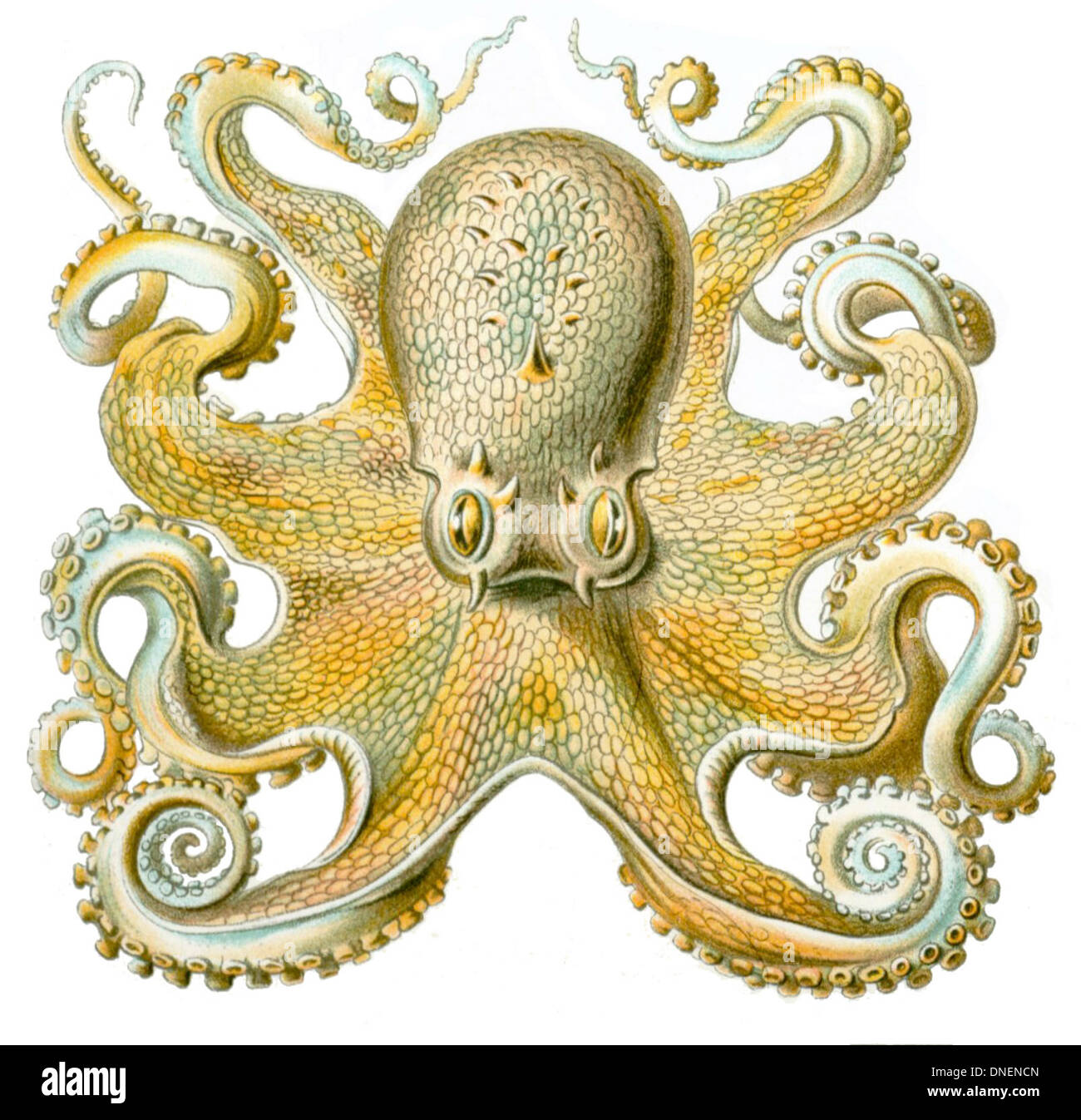 Octopus camouflage change hi-res stock photography and images - Alamy