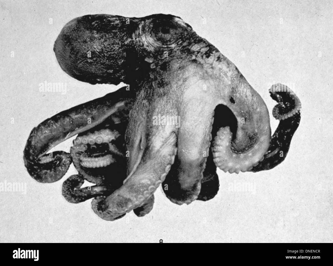 Day octopus cyanea known hi-res stock photography and images - Alamy