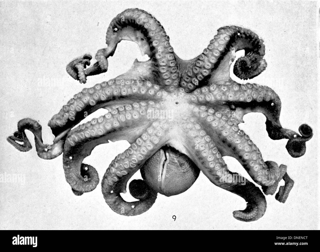 Day octopus cyanea known hi-res stock photography and images - Alamy