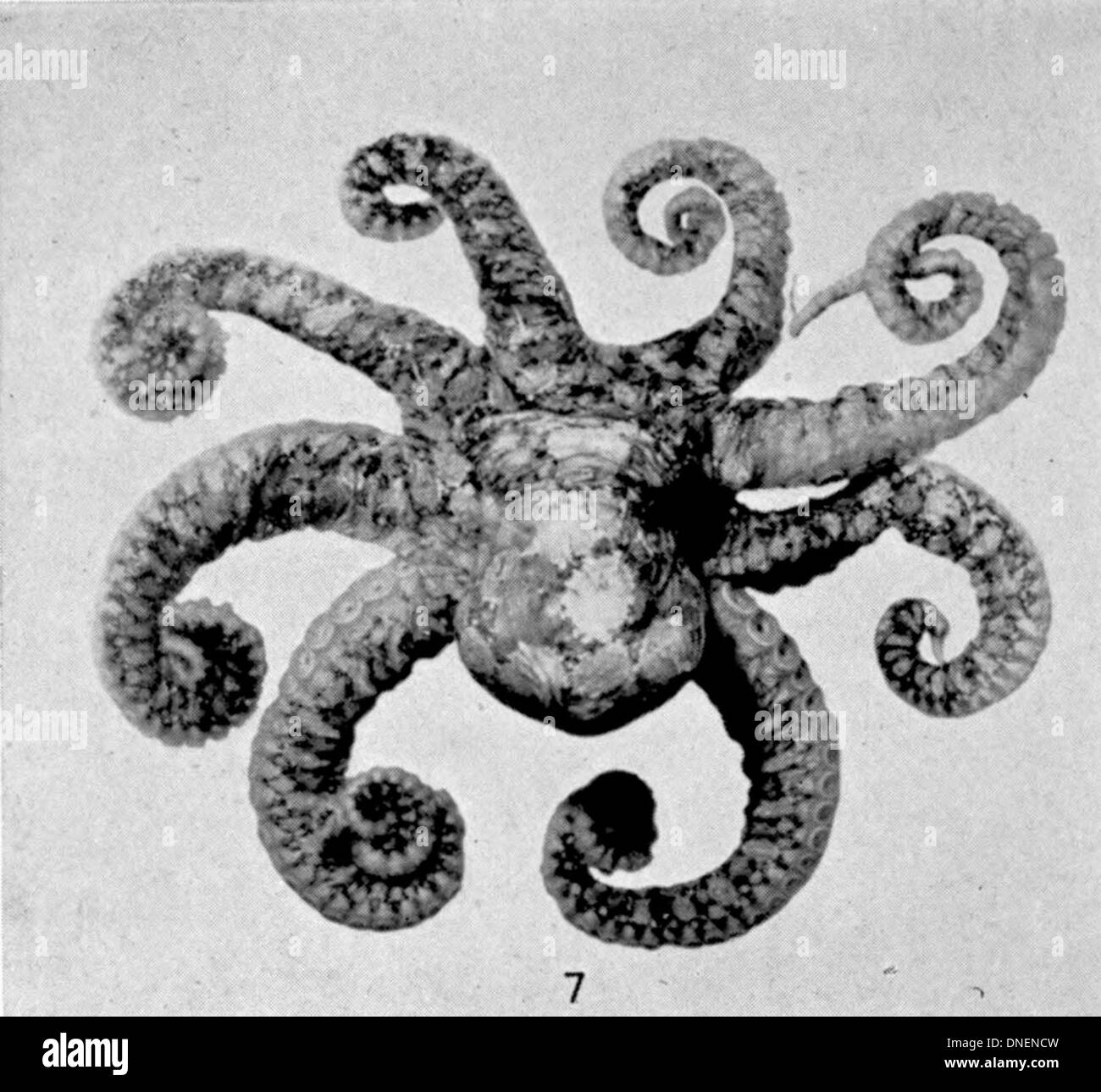 Octopus sea floor Black and White Stock Photos & Images - Alamy