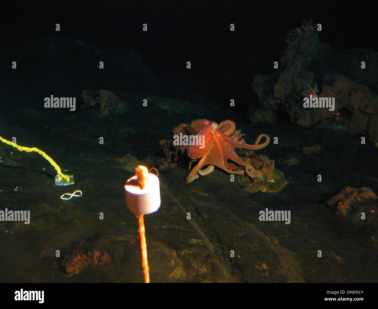 An unidentified octopus species has been observed multiple times ...