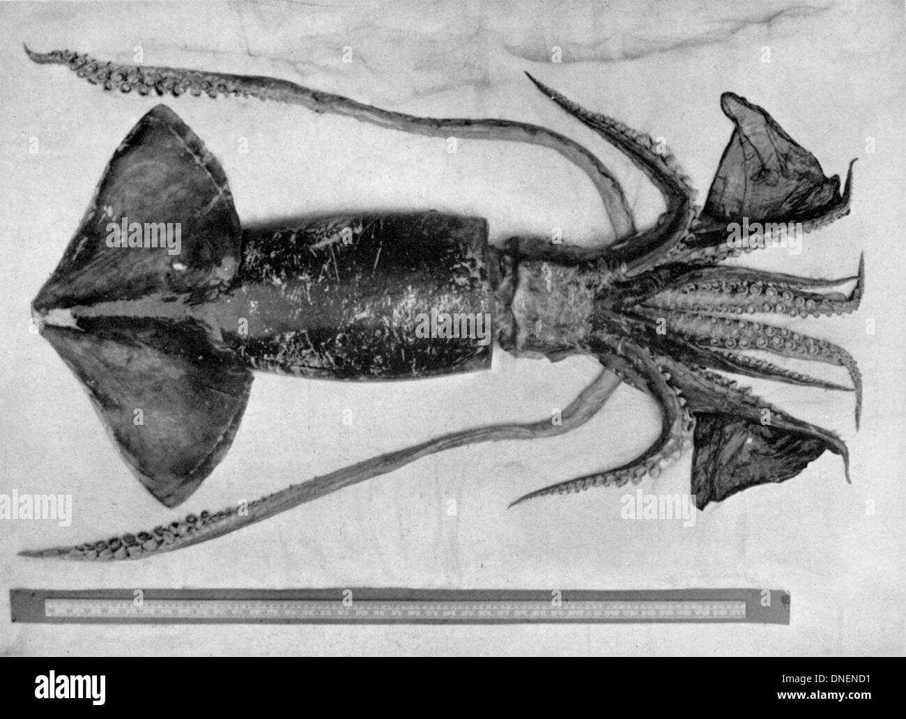 Bioluminescence squid Black and White Stock Photos & Images - Alamy