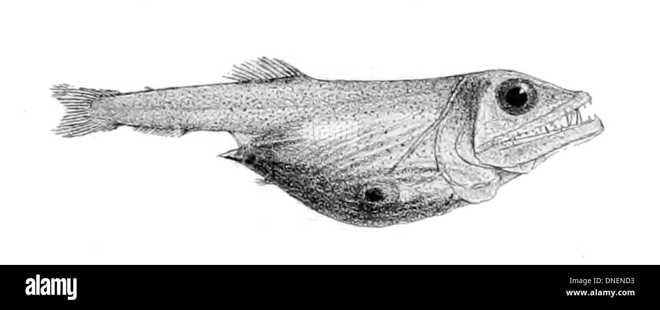 Lanternfish feeding hi-res stock photography and images - Alamy