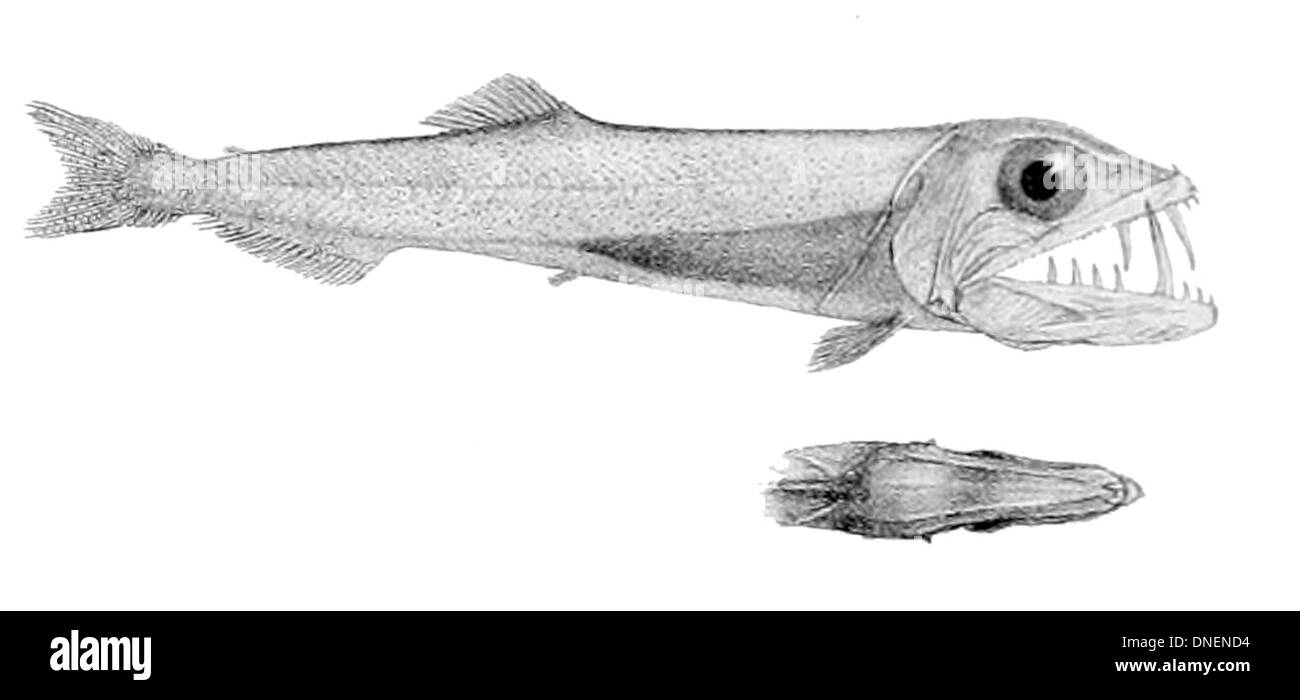 Lowii hi-res stock photography and images - Alamy