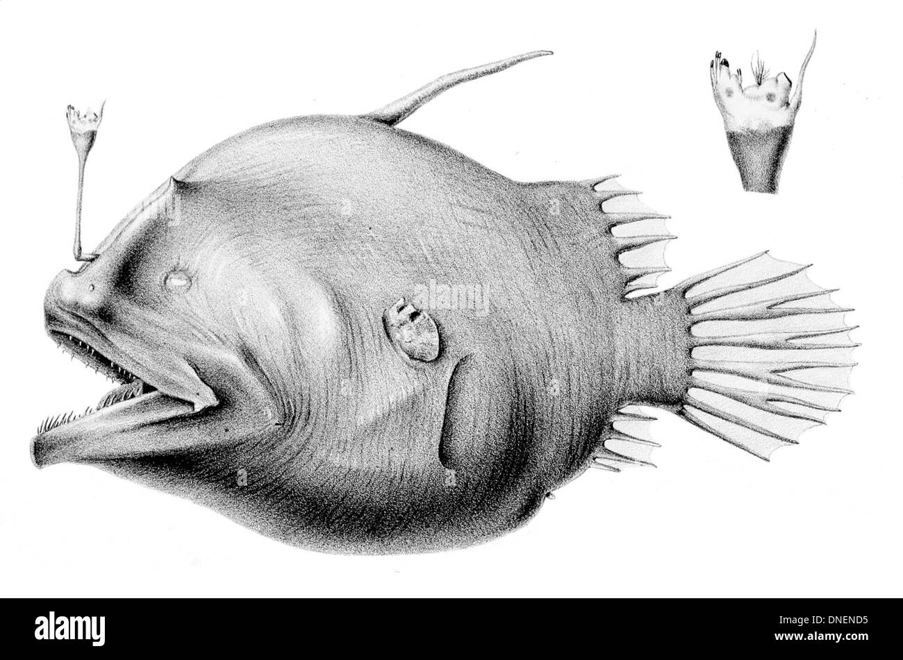 Oneirodes eschrichtii hi-res stock photography and images - Alamy