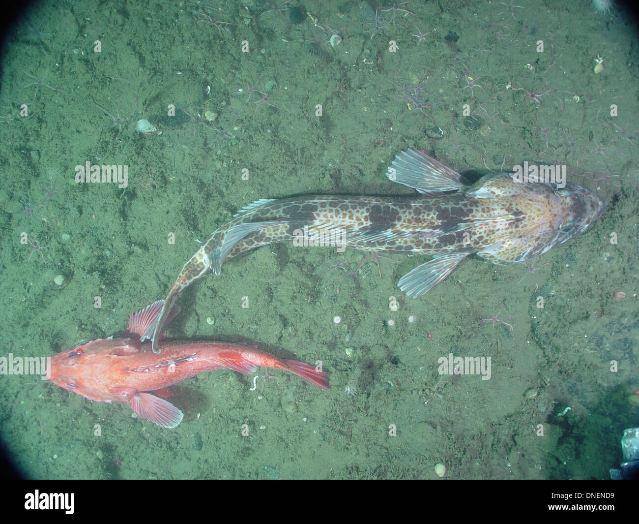 Ophiodon Elongatus High Resolution Stock Photography and Images - Alamy