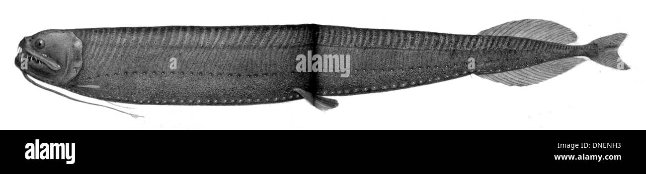 Opostomias micripnus is a deep-sea fish species that inhabits the ...