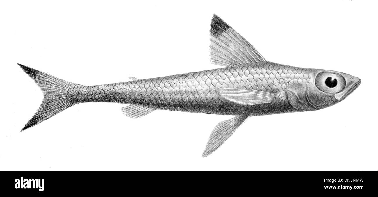 Deep sea fish large eyes Cut Out Stock Images & Pictures - Alamy