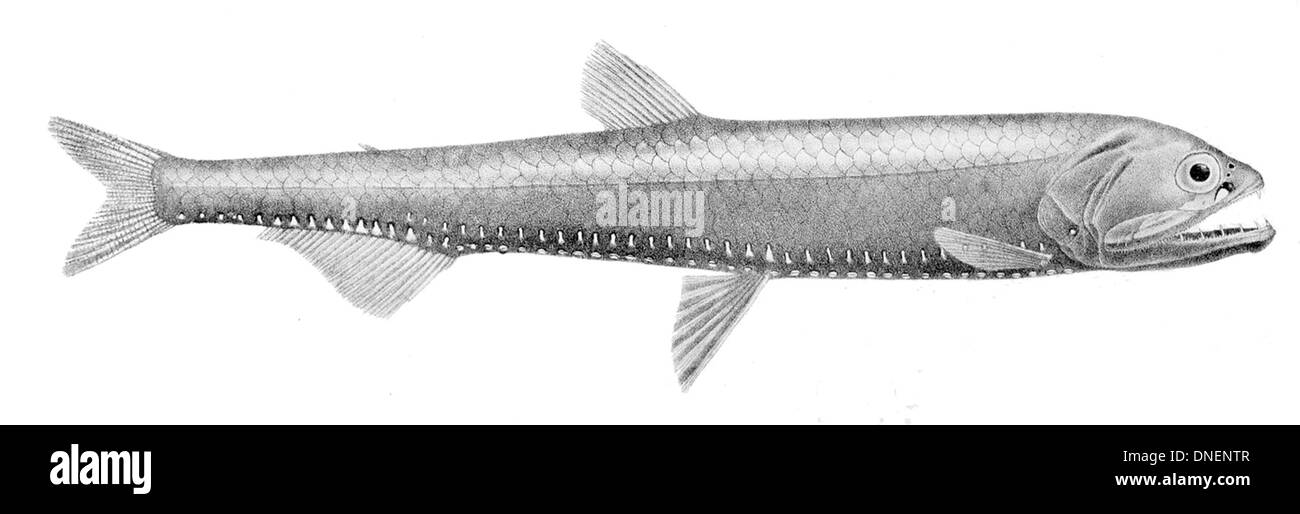 Lanternfish bioluminescence hi-res stock photography and images - Alamy