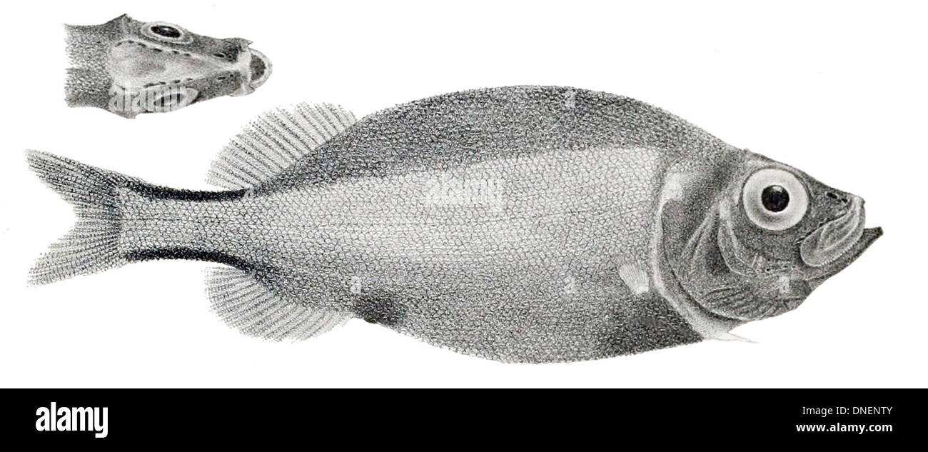 Public Domain Weird Deep Sea Fish Scary Looking Deep Sea Fish