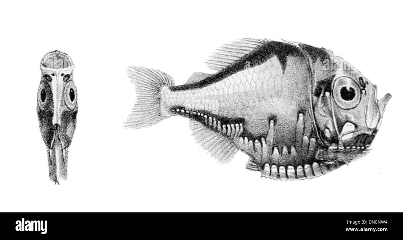 Spinosus Cut Out Stock Images & Pictures - Alamy