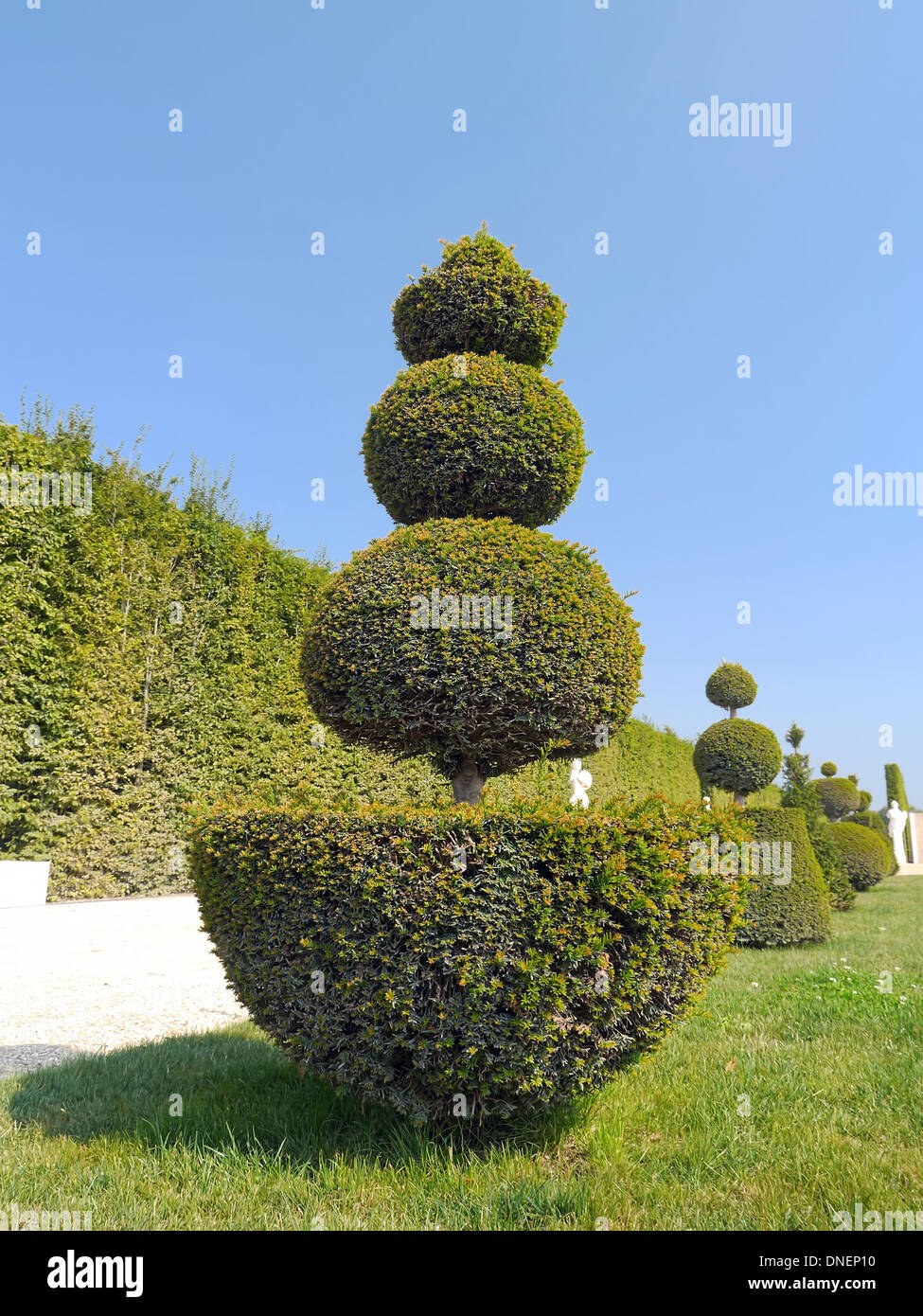 Evergreen garden shrubs hi-res stock photography and images - Alamy
