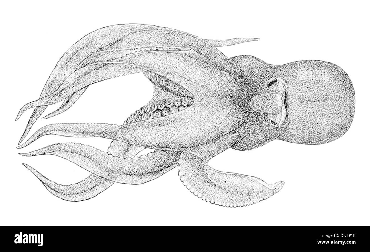 Pteroctopus hoylei, a species of octopus, is native to the Indo-Pacific ...