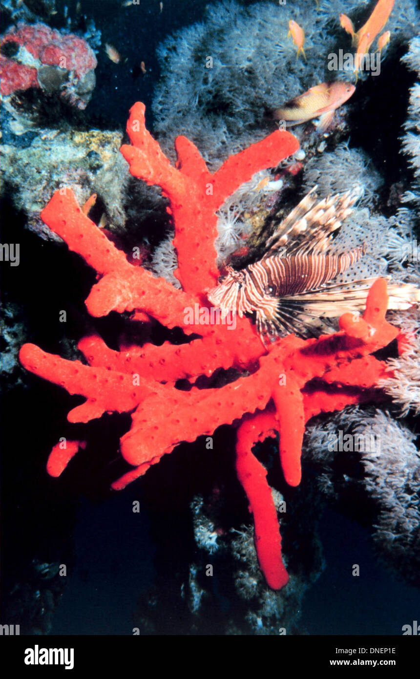 Lionfish pterois striking red white hi-res stock photography and images ...