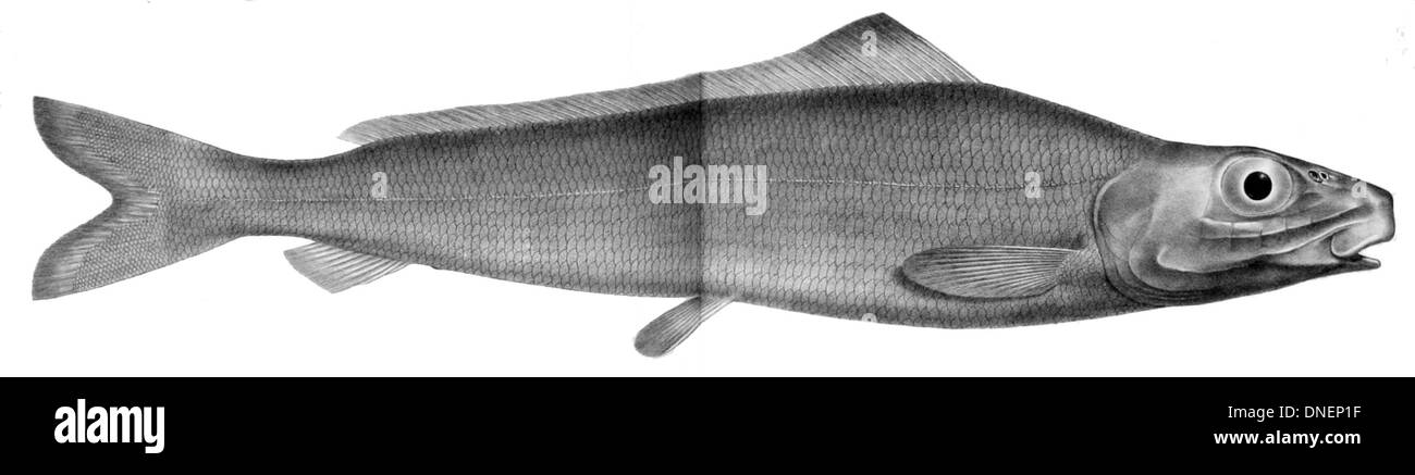 Pterothrissus gissu hi-res stock photography and images - Alamy