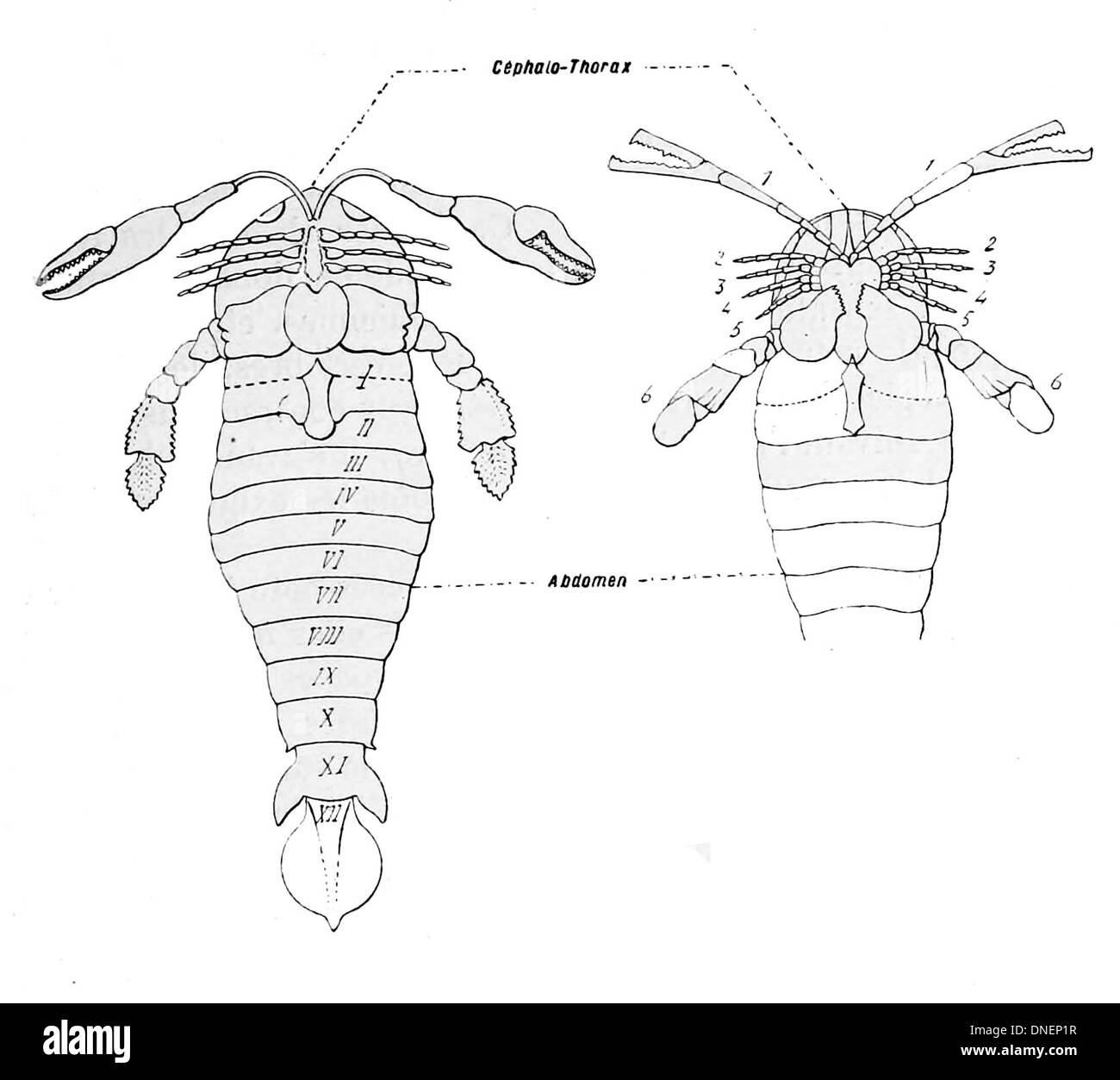 Sea scorpions Black and White Stock Photos & Images - Alamy
