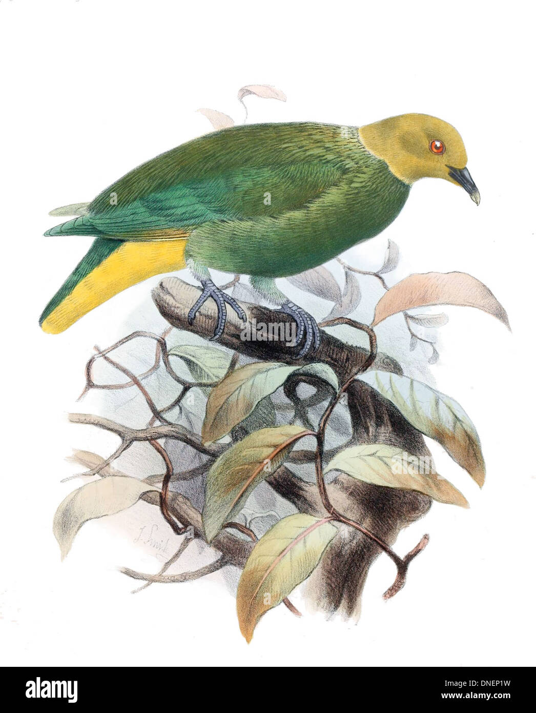 Ptilinopus layardi, also known as the Madagascar pigeon, is a species ...