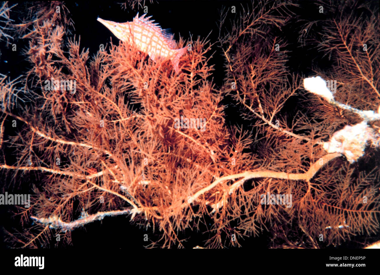 Reefs are underwater structures made from a variety of living organisms ...