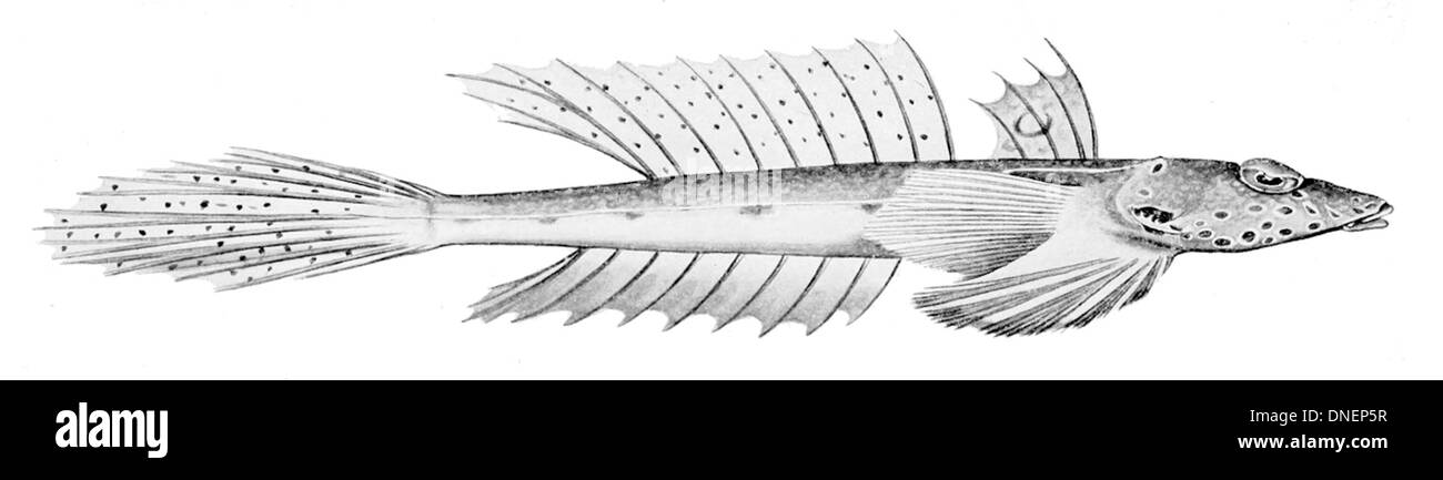 Repomucenus calcaratus hi-res stock photography and images - Alamy