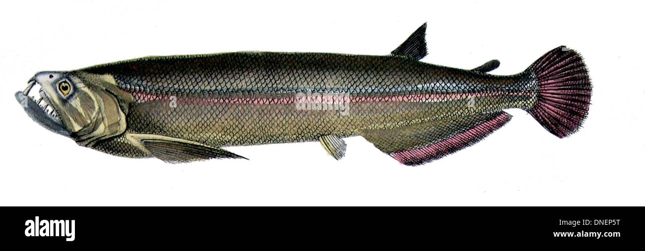 Foxfish hi-res stock photography and images - Alamy