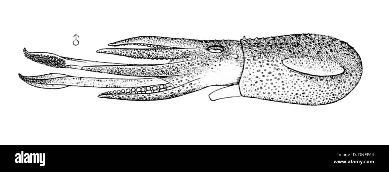 Inkfish Cut Out Stock Images & Pictures - Alamy