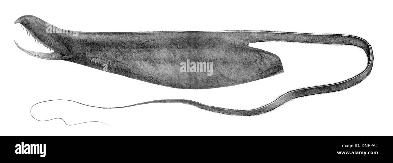 Saccopharynx is a genus of deep-sea fish known for its highly ...