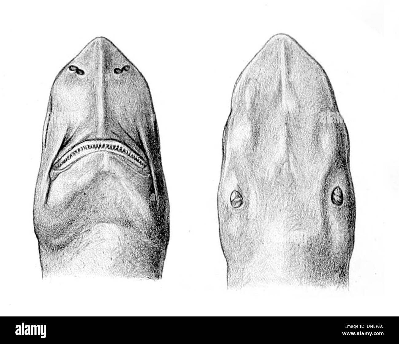 Shark species identification hi-res stock photography and images - Alamy