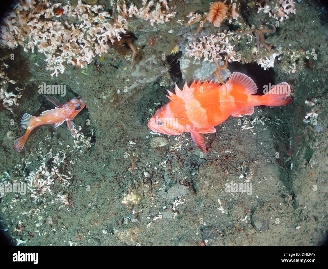 Sebastes babcocki hi-res stock photography and images - Alamy