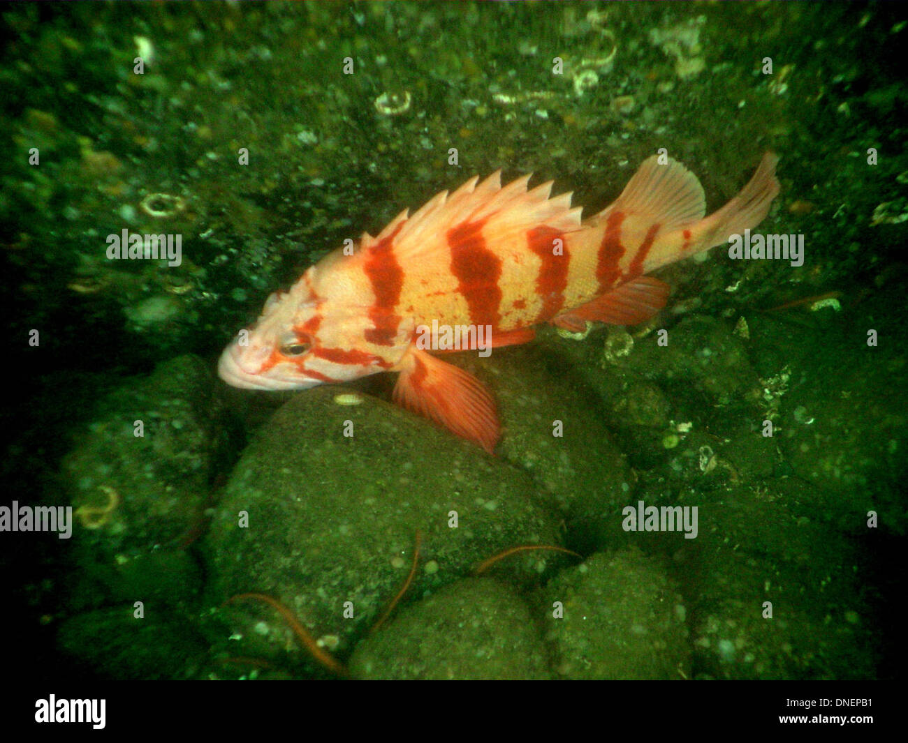Nigrocinctus hi-res stock photography and images - Alamy
