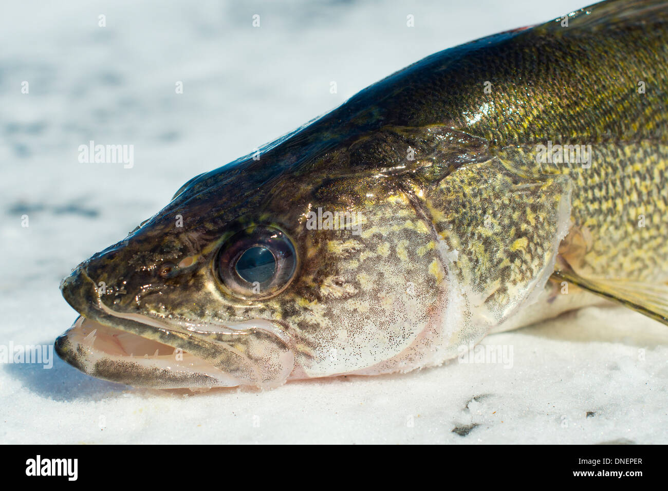 Walleyes hi-res stock photography and images - Alamy