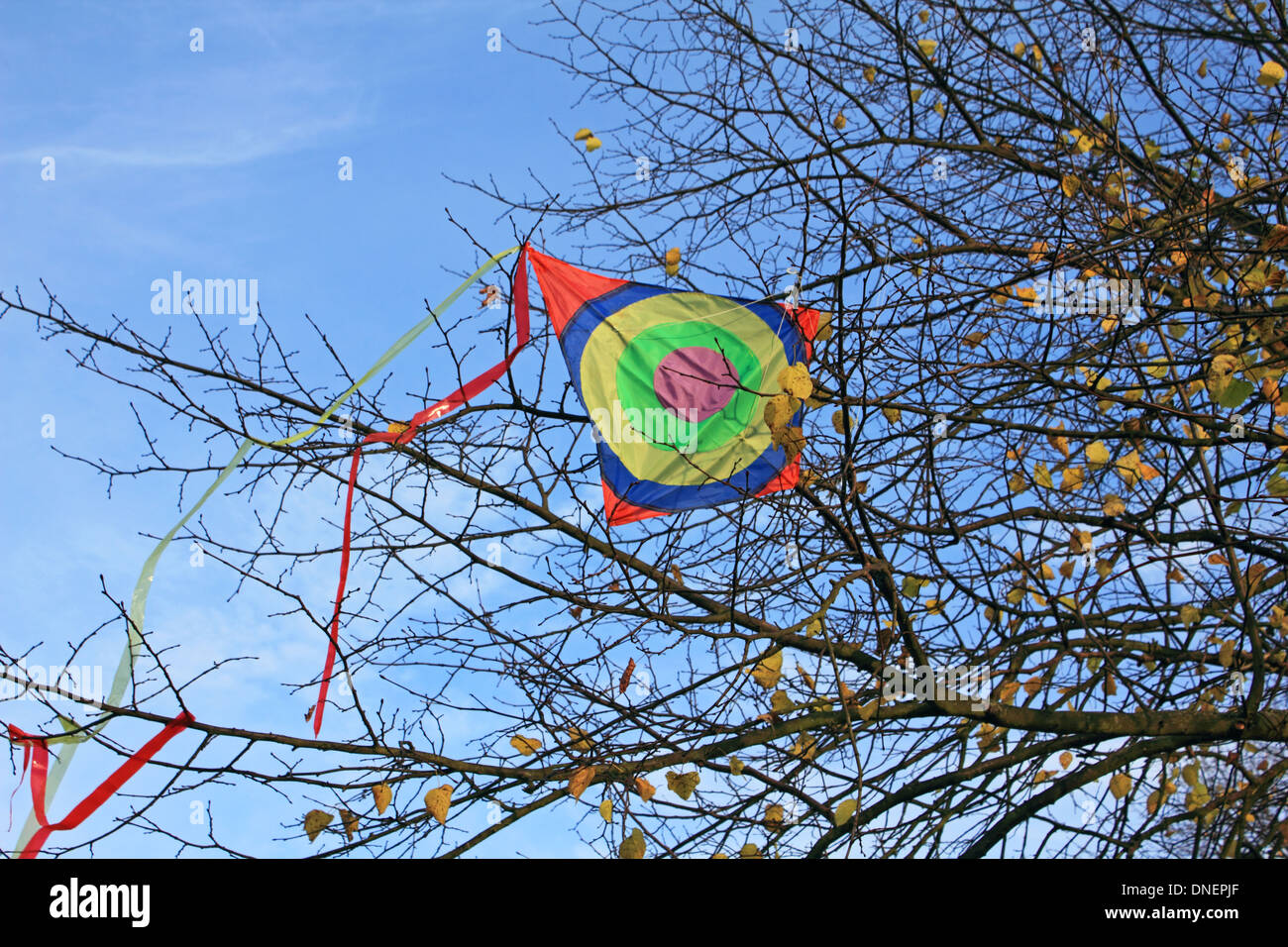 Kite caught in branches of tree in Bushy Park, SW London, England, UK ...