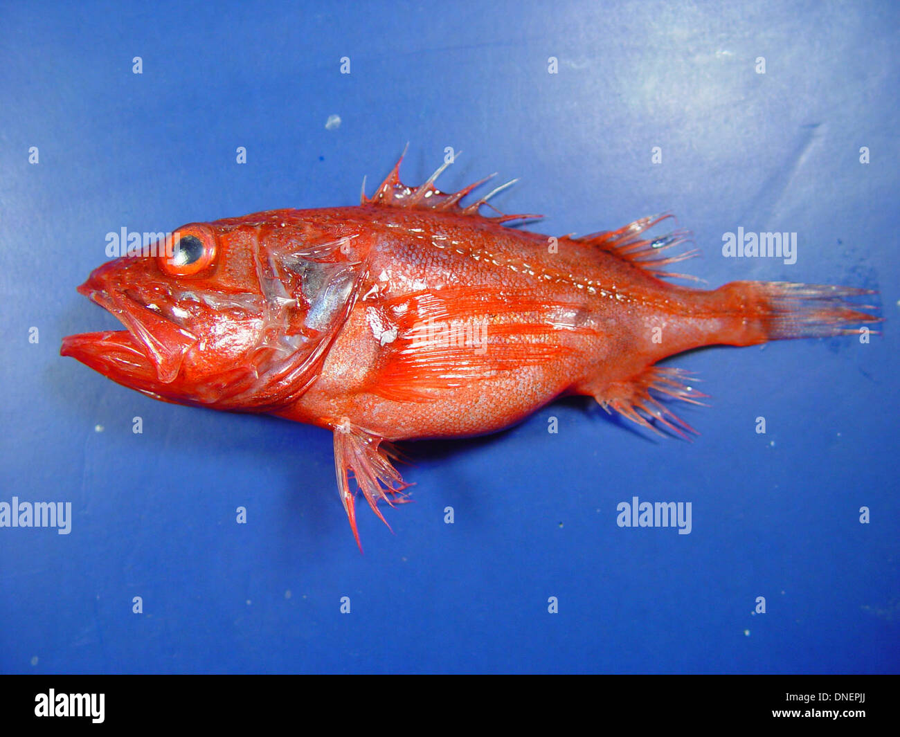 Poorly known fish species hi-res stock photography and images - Alamy