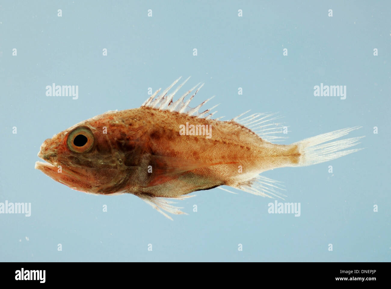 Diversity of marine fauna hi-res stock photography and images - Alamy