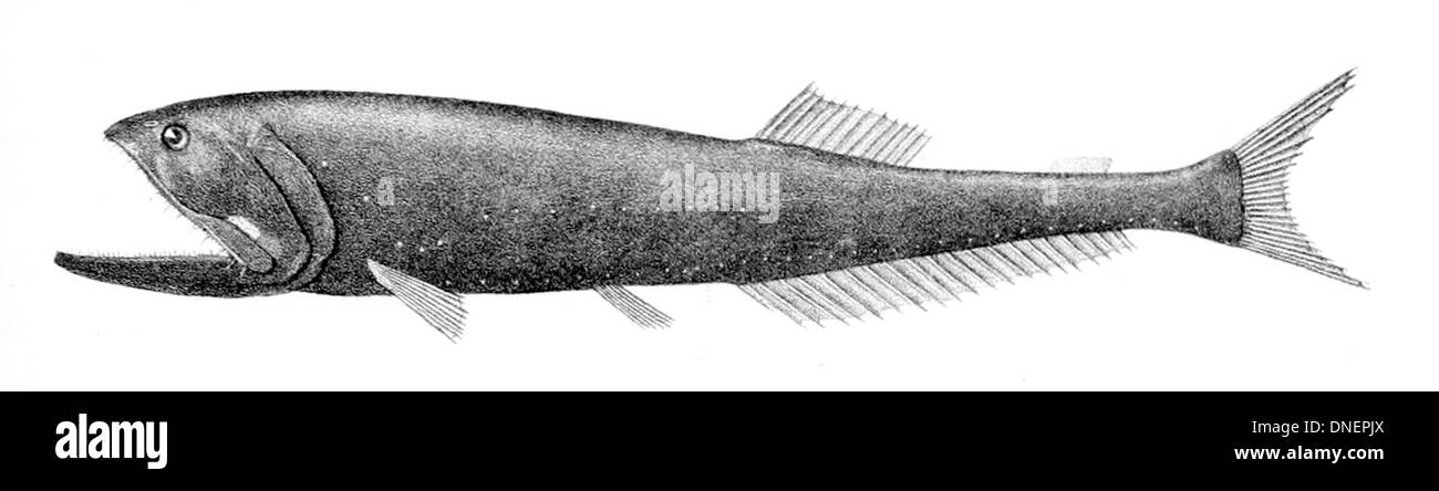 Sigmops bathyphilus hi-res stock photography and images - Alamy