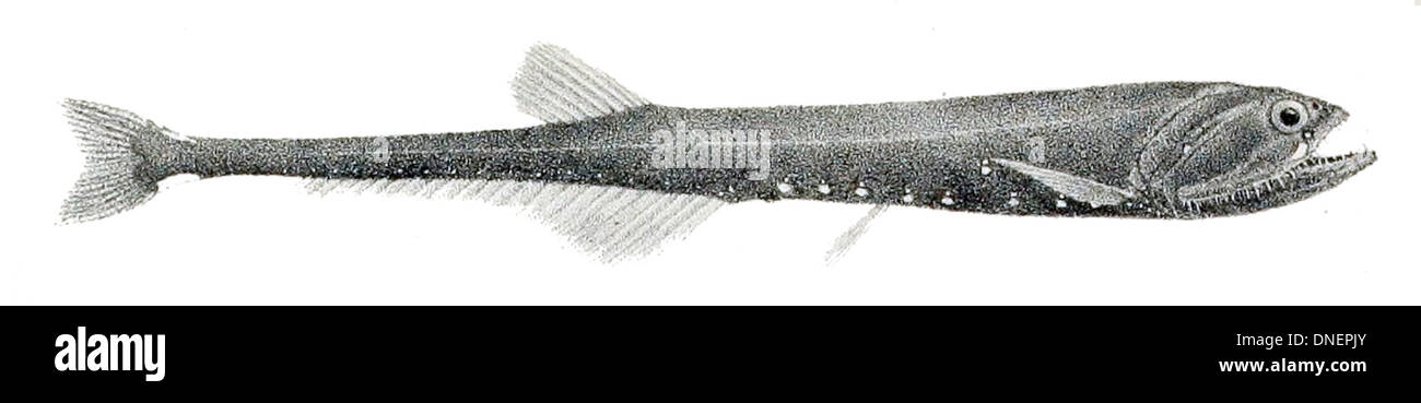 Sigmops gracilis hi-res stock photography and images - Alamy