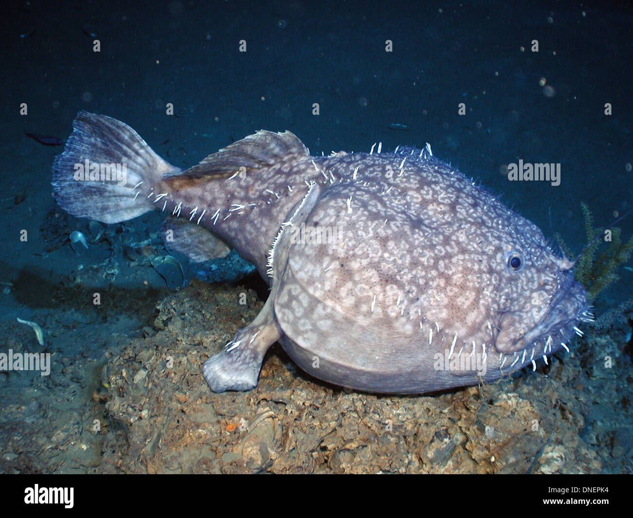 Sladenia shaefersi is a species of deep-sea fish that inhabits the cold ...